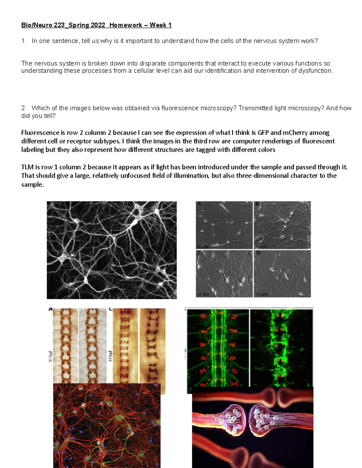 HW1 - hwk - Bio/Neuro 223_Spring 2022 Homework – Week 1 In one sentence, tell us why is it ...