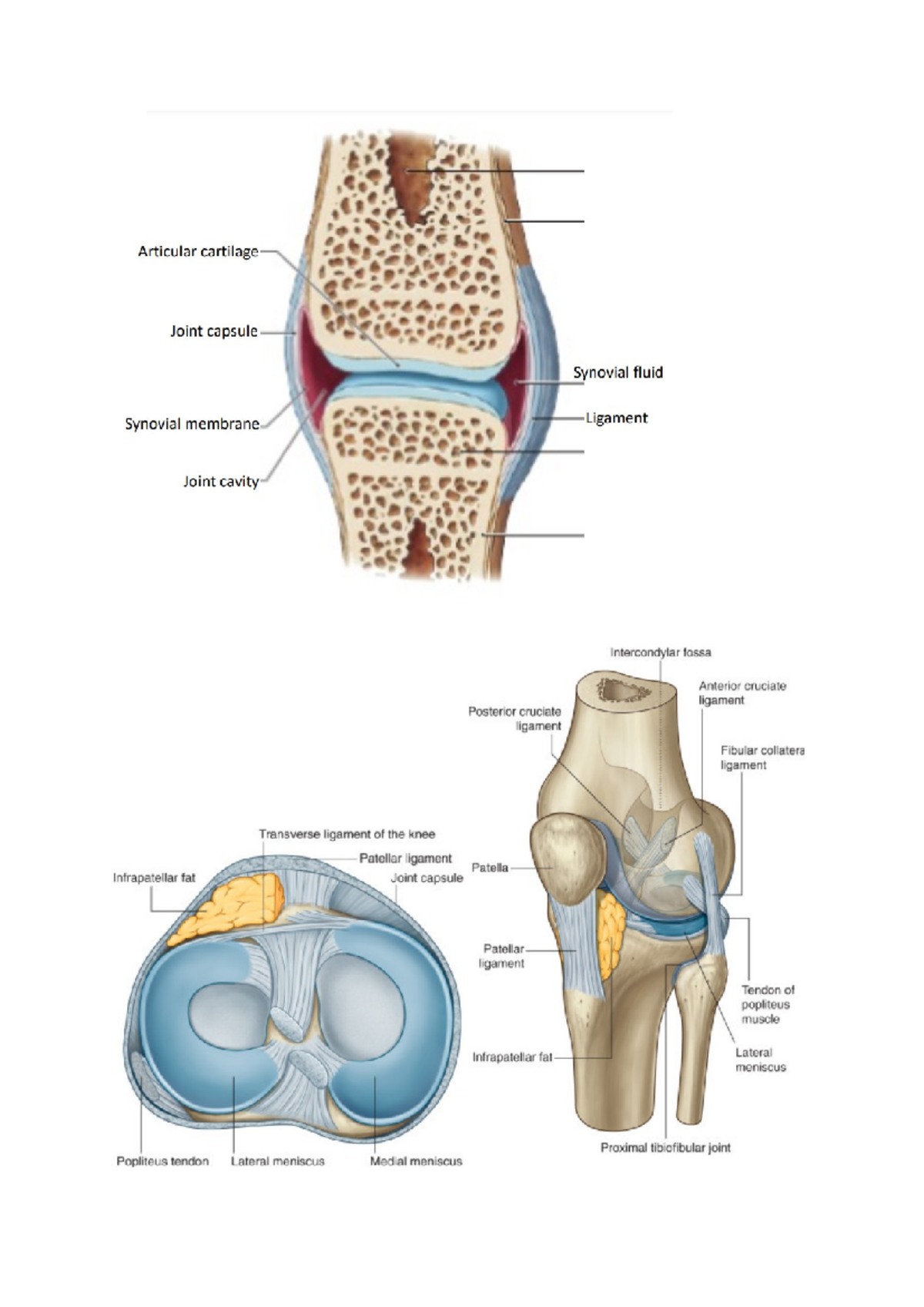 Anat diagrams - Articular cartilage Joint capsule Synovial fluid Synovial membrane Ligament ...