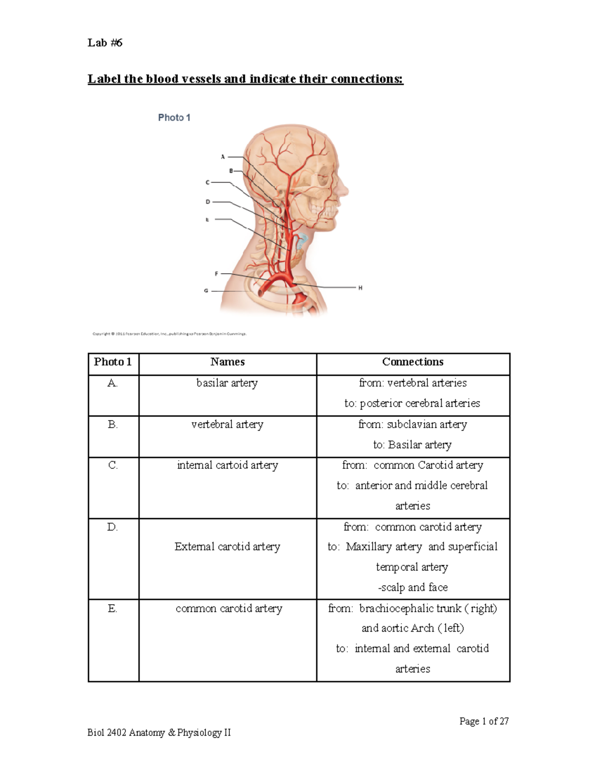 Vascular Anatomy Labeling - Label the blood vessels and indicate their ...
