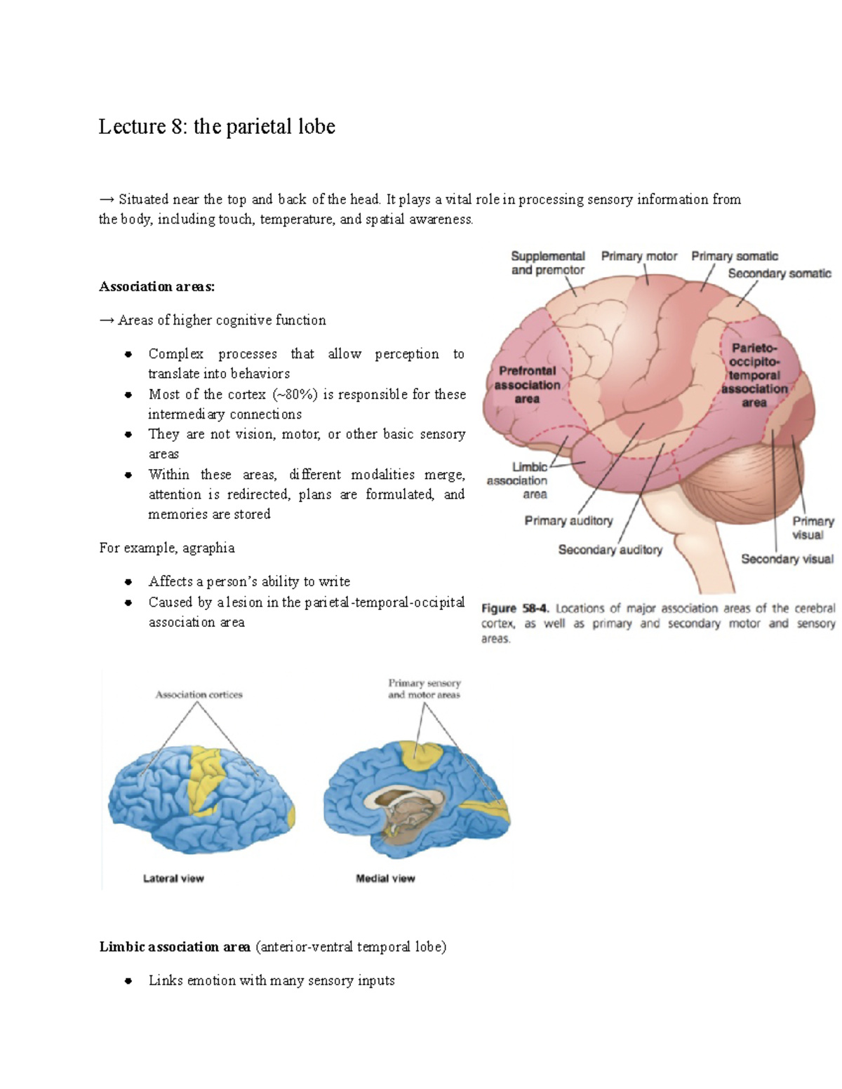 Lecture 8-the parietal lobe - Lecture 8: the parietal lobe → Situated ...