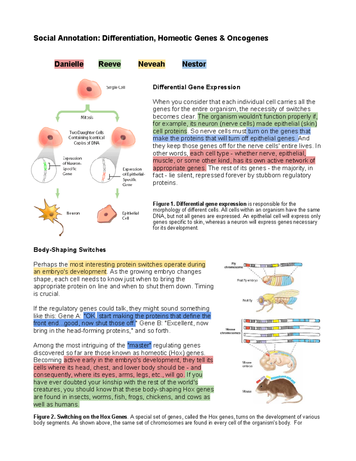 Copy of Social Annotation Differentiation, Homeotic Genes & Oncogenes ...
