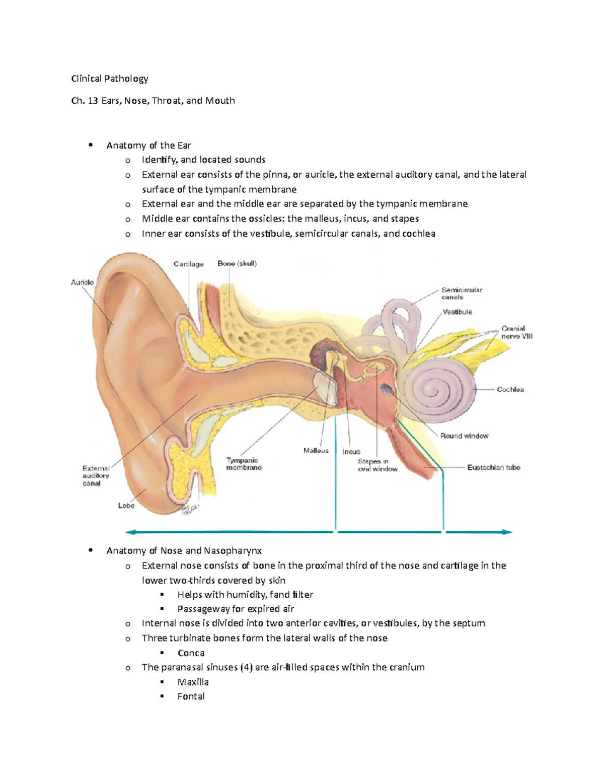 Ch.13 10 - Class notes with added details for Chelsea Procter-Willmans ...