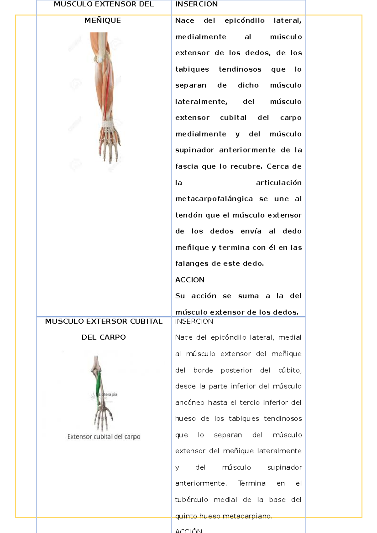 14 enero - mnjklñnm,.- MUSCULO EXTENSOR DEL MEÑIQUE INSERCION Nace del ...