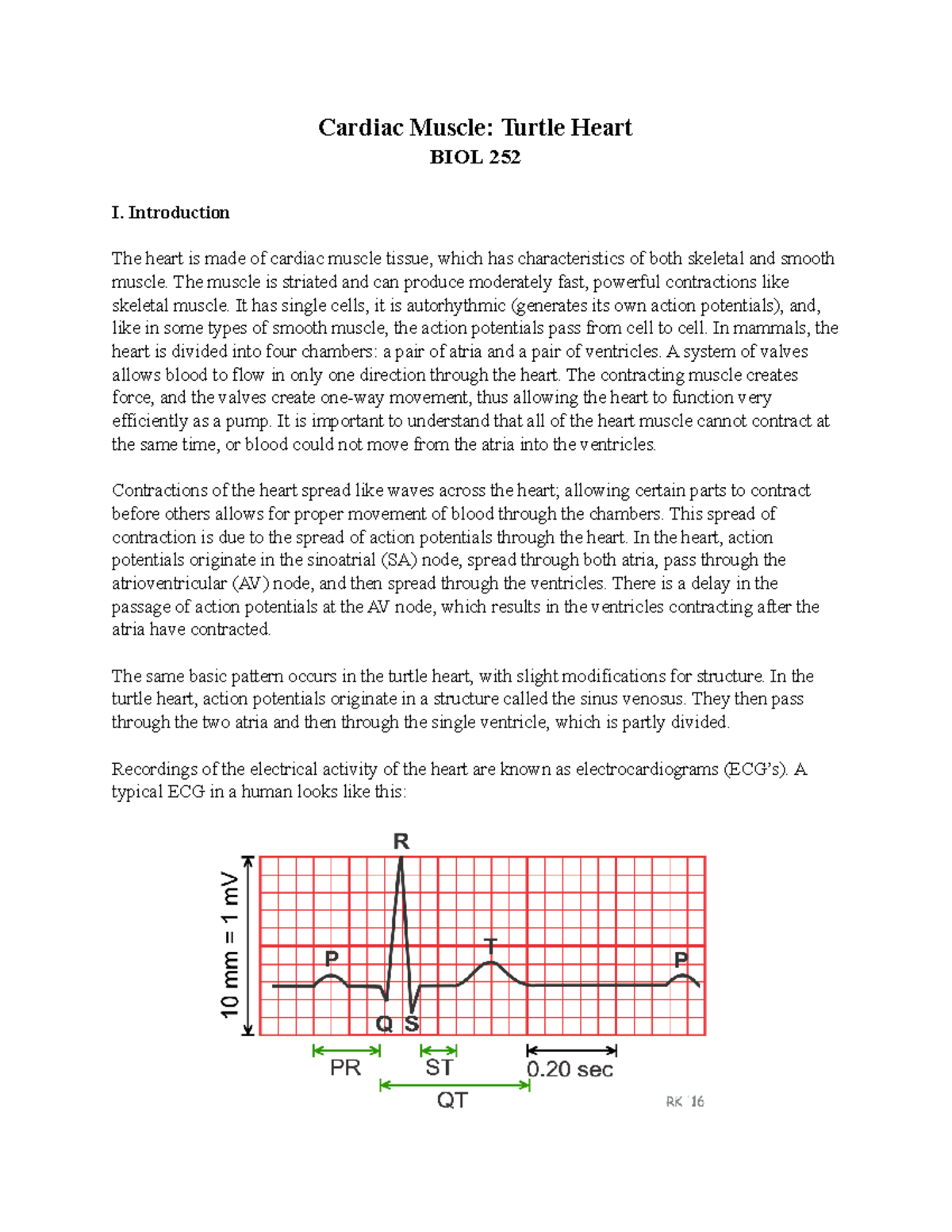 Turtle Heart Lab Background Information - Cardiac Muscle: Turtle Heart ...