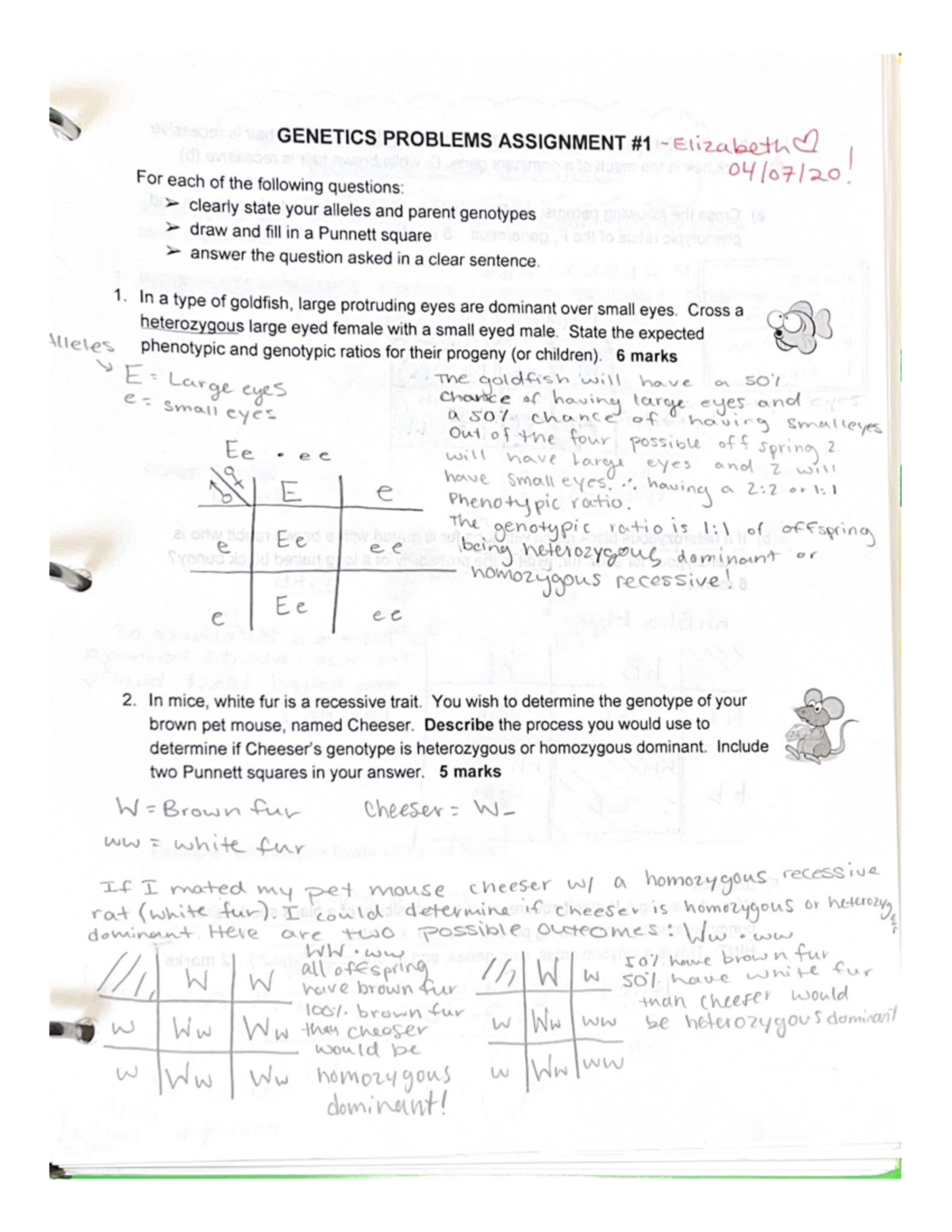 Genetic Problems Assignment - Studocu