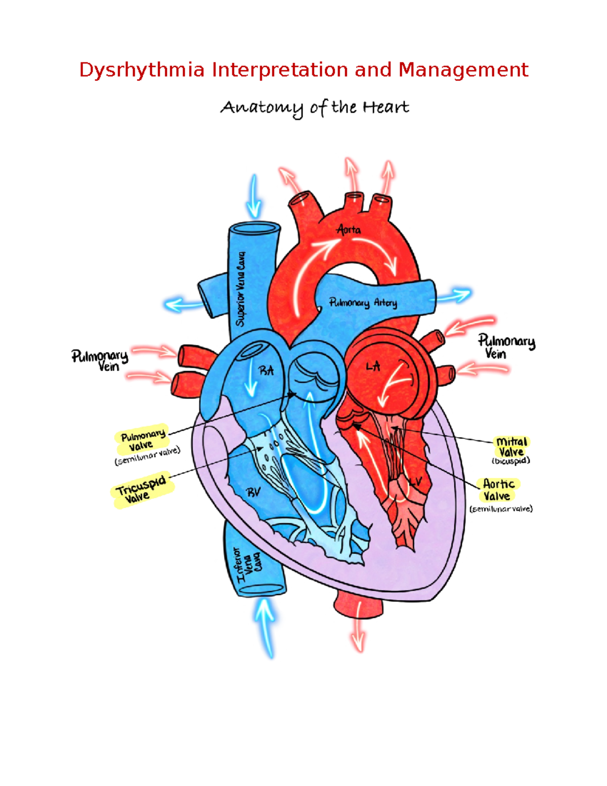 Cardiac Dysrhythmias - Anatomy of the heart - Dysrhythmia ...