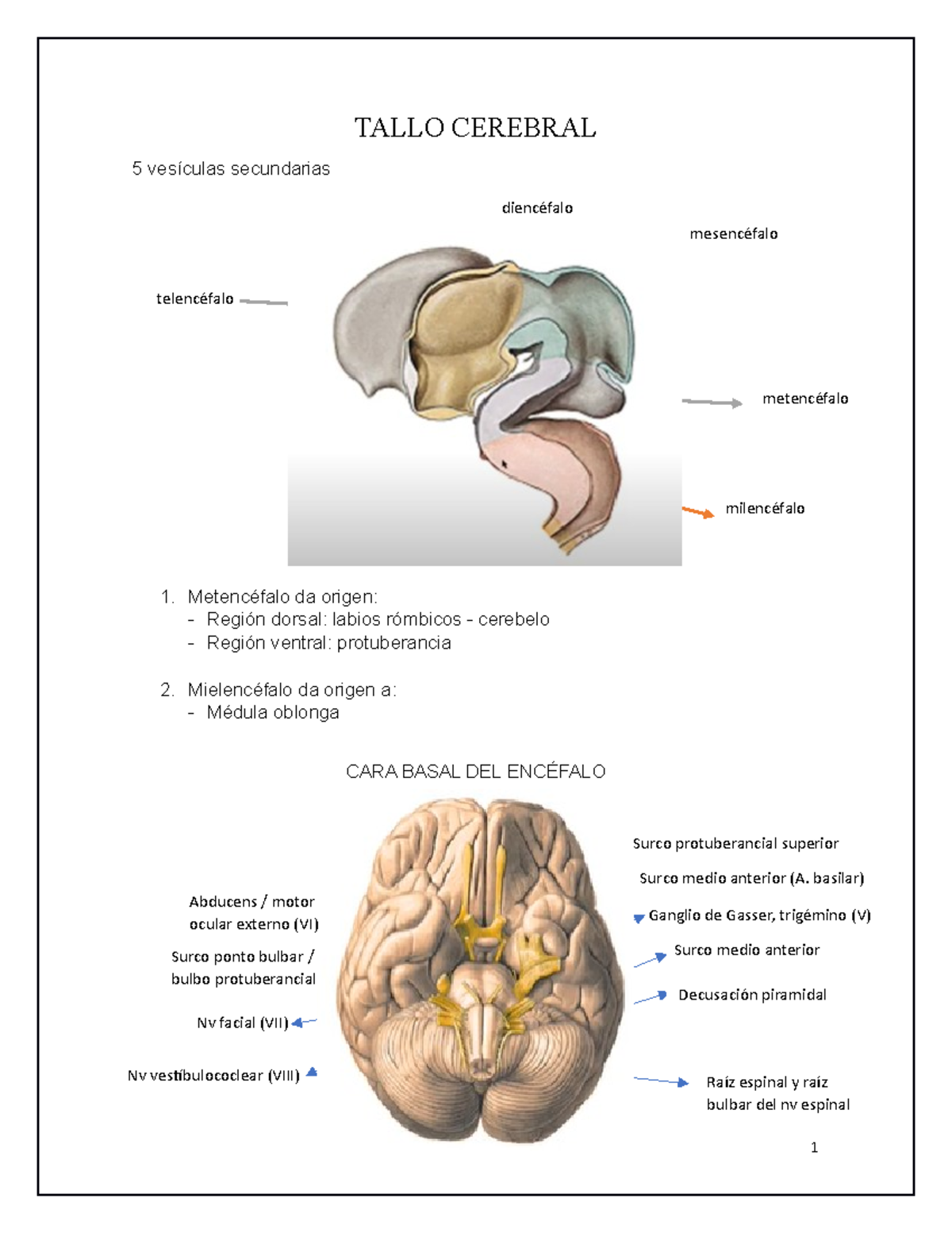 2° parcial - Neuroanatomía - TALLO CEREBRAL 5 vesículas secundarias 1 ...