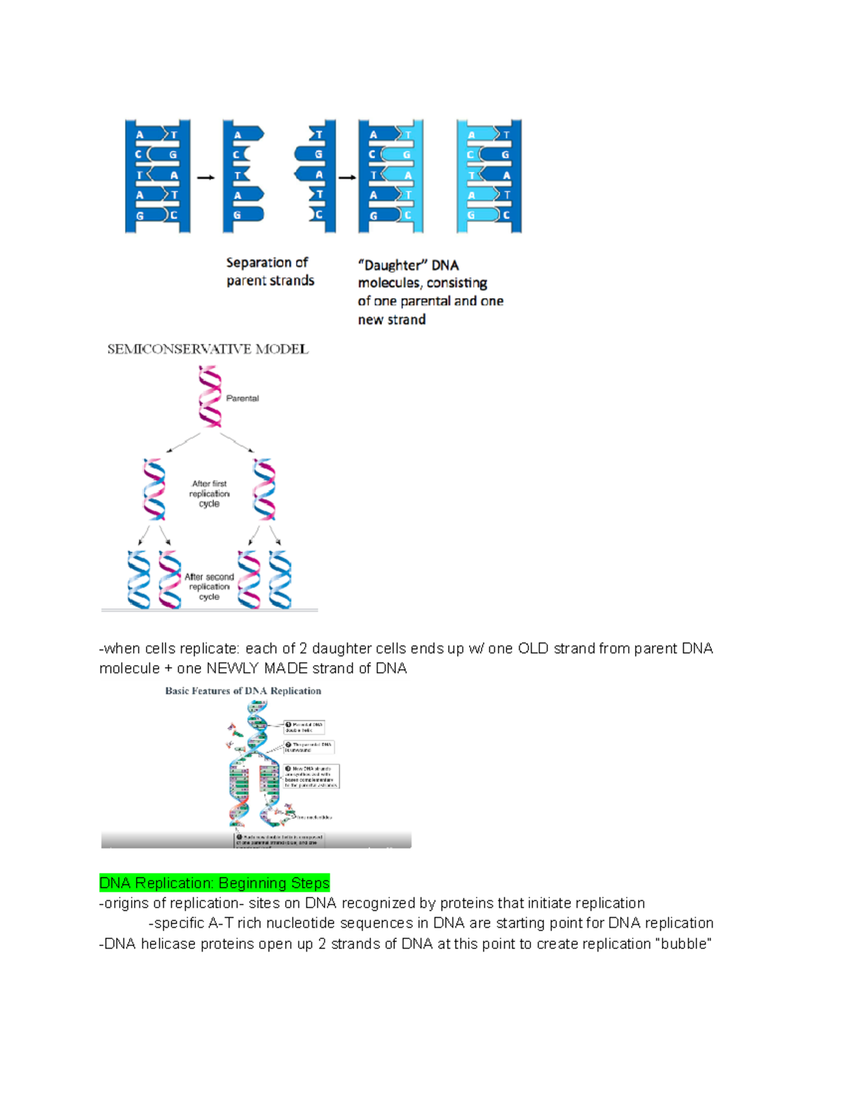 DNA Replication -when cells replicate: each of 2 daughter cells ends up ...