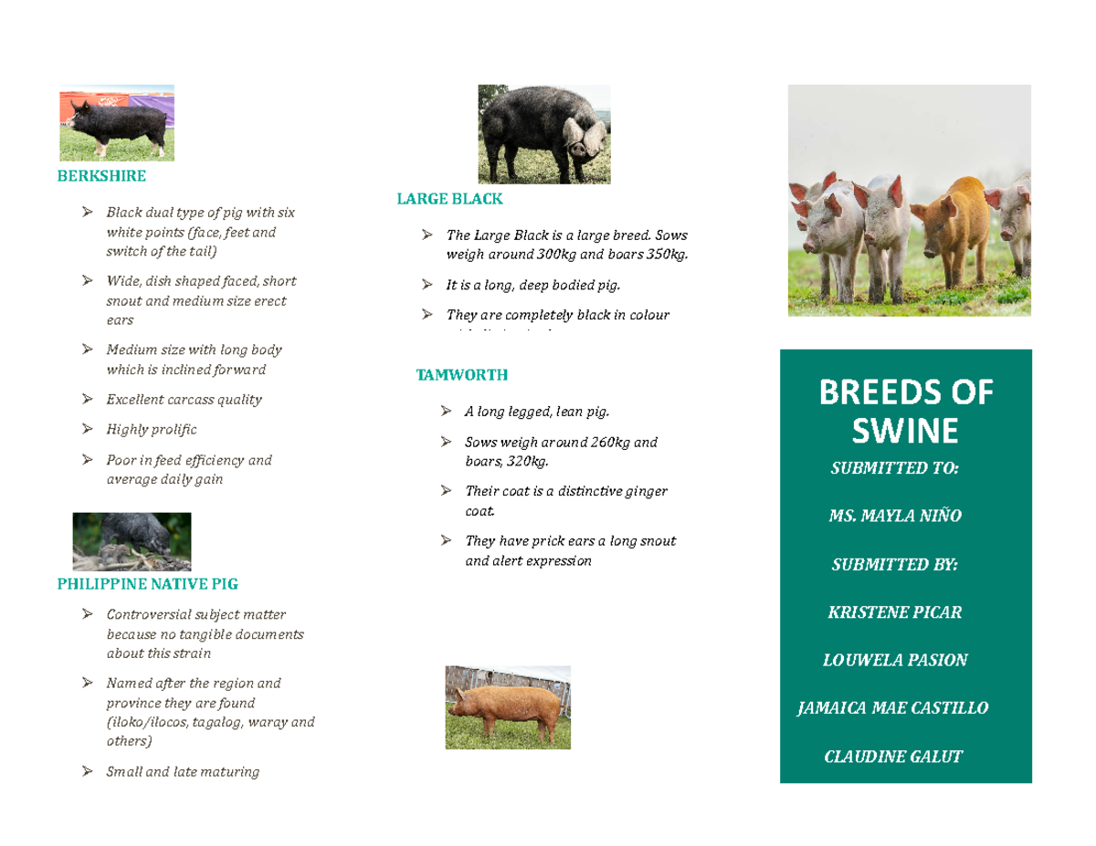 Brochure Breeds OF Swine - BERKSHIRE Black dual type of pig with six ...