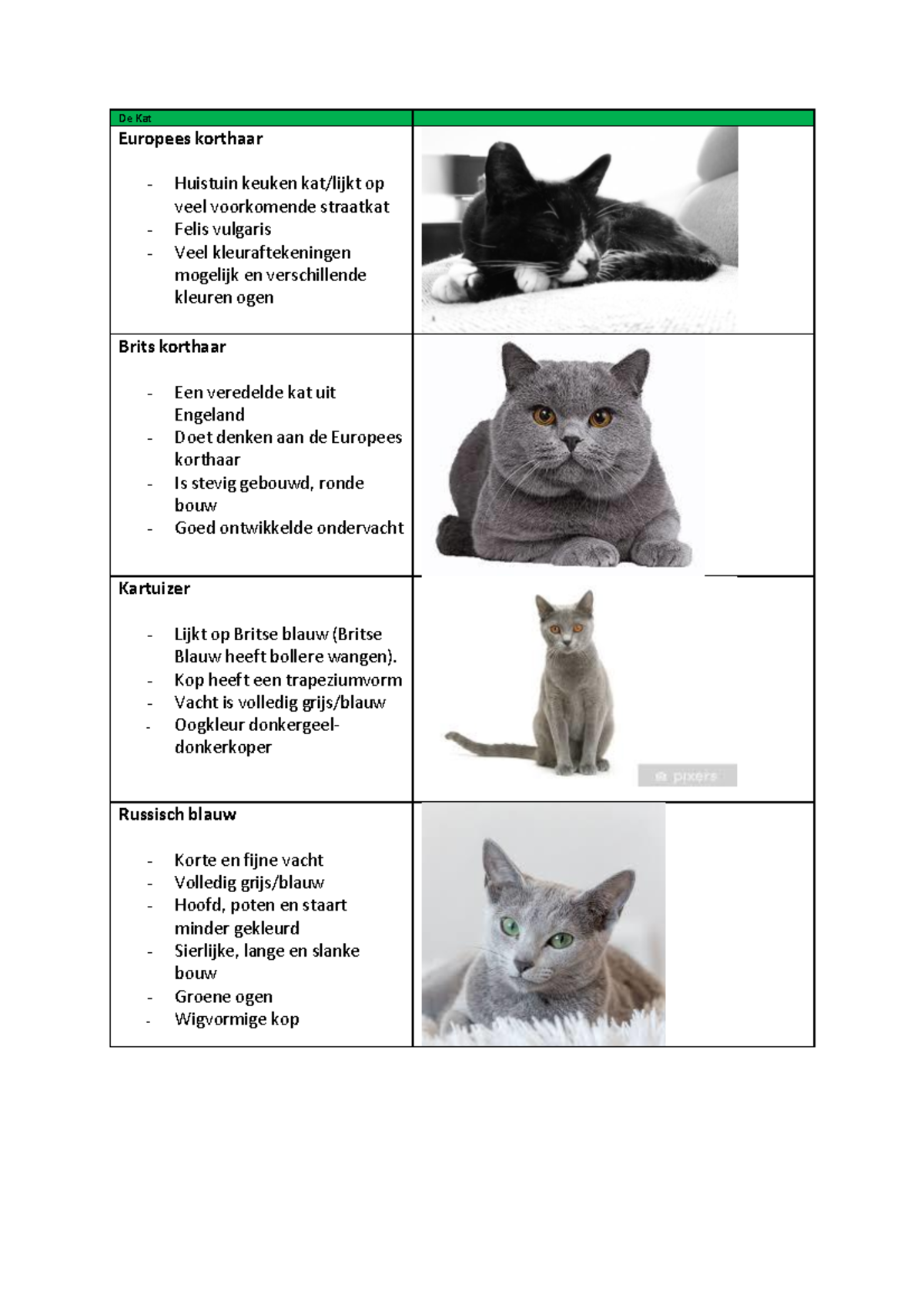 De Kat rassen - De Kat Europees korthaar Huistuin keuken kat/lijkt op ...