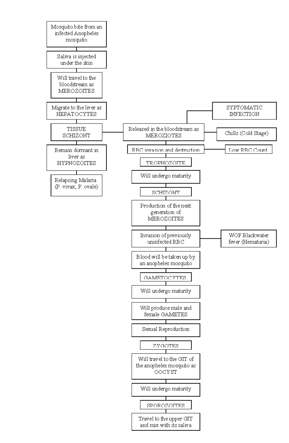 Malaria-Pathophysiology - Mosquito bite from an infected Anopheles ...