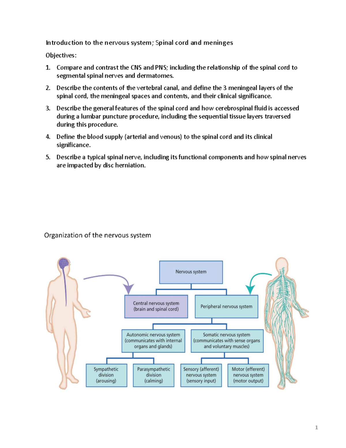 3. Nervous system handout - Introduction to the nervous system; Spinal ...