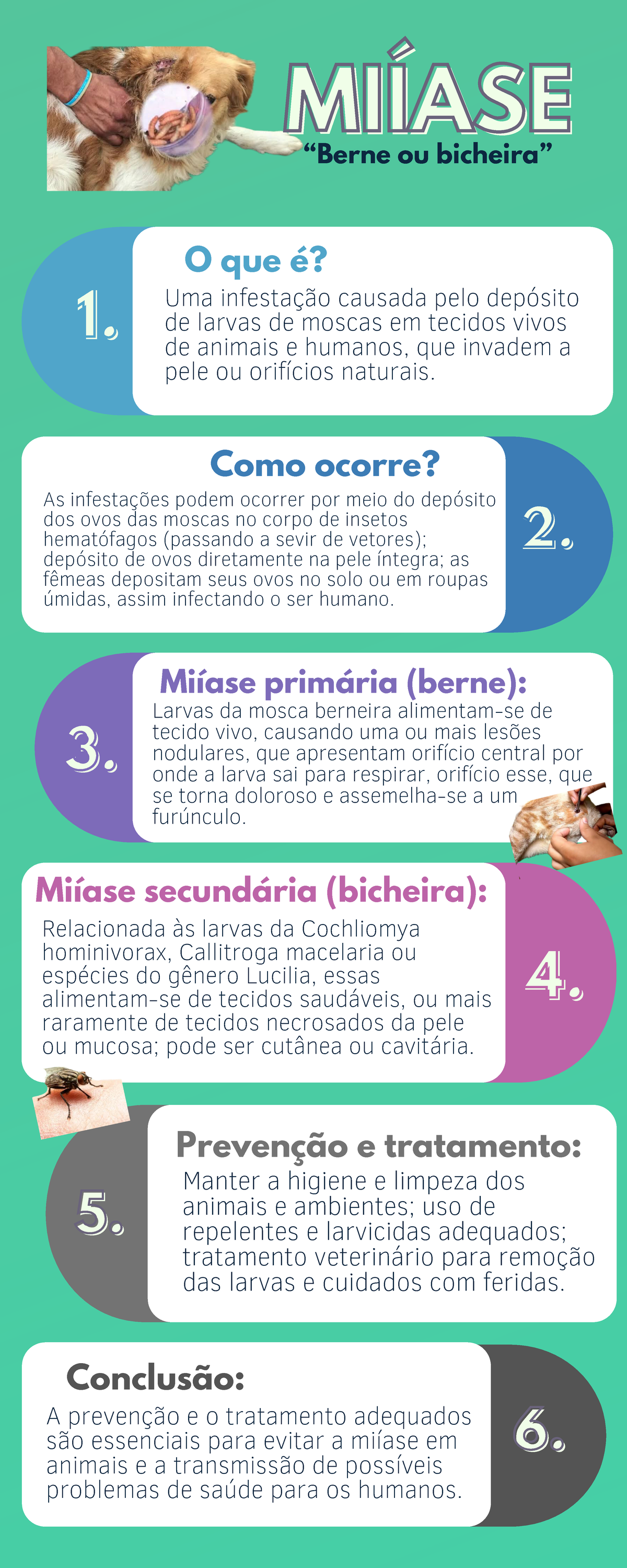 Miíase Artropologia - “Berne ou bicheira” O que é? Miíase primária ...