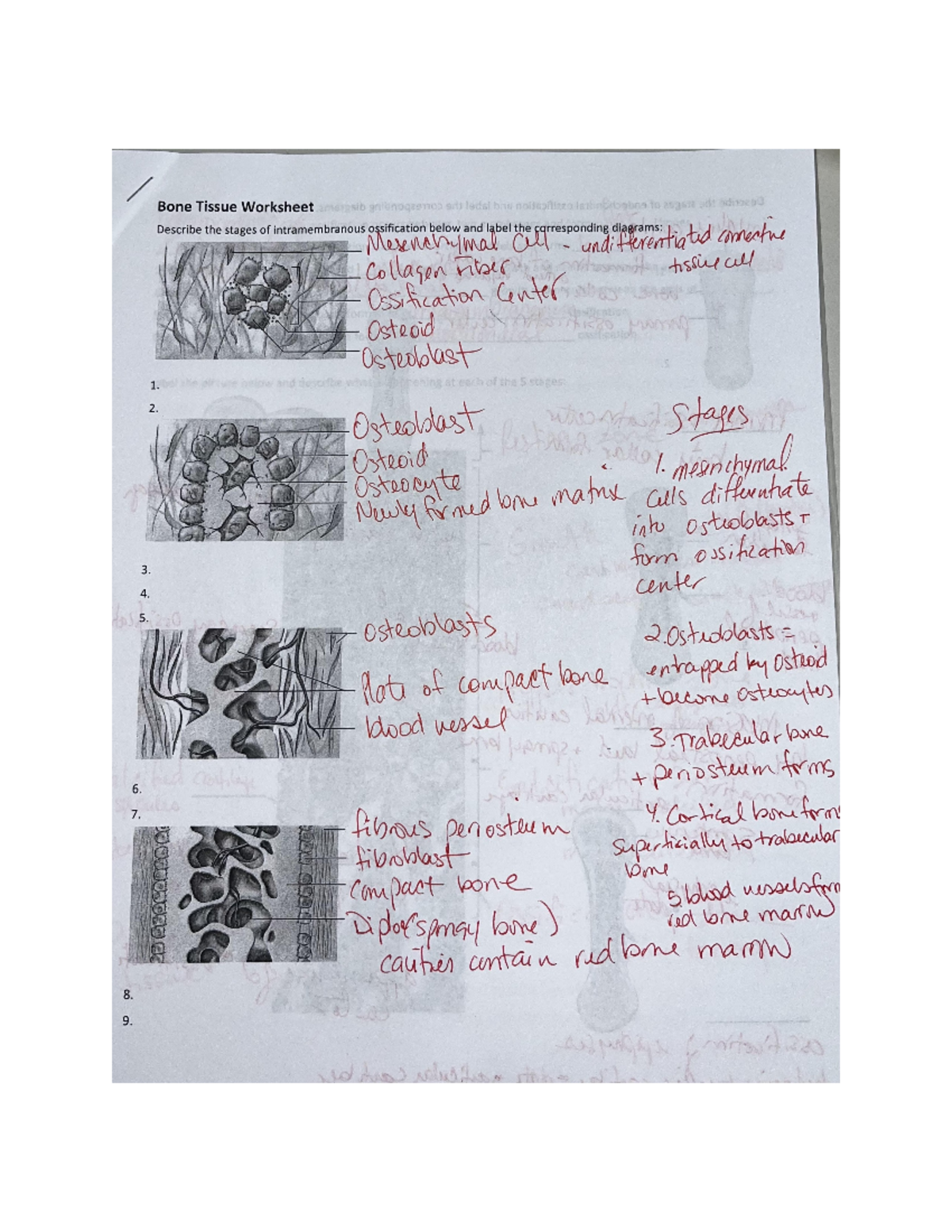 Bonetissueworksheetkey - Bone Tissue Worksheet and lads) bns to ...