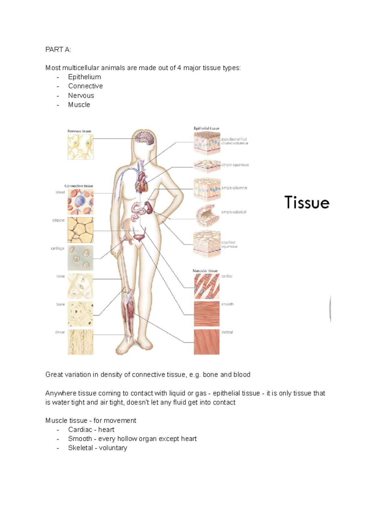 Cell, tissues and communication - PART A: Most multicellular animals ...
