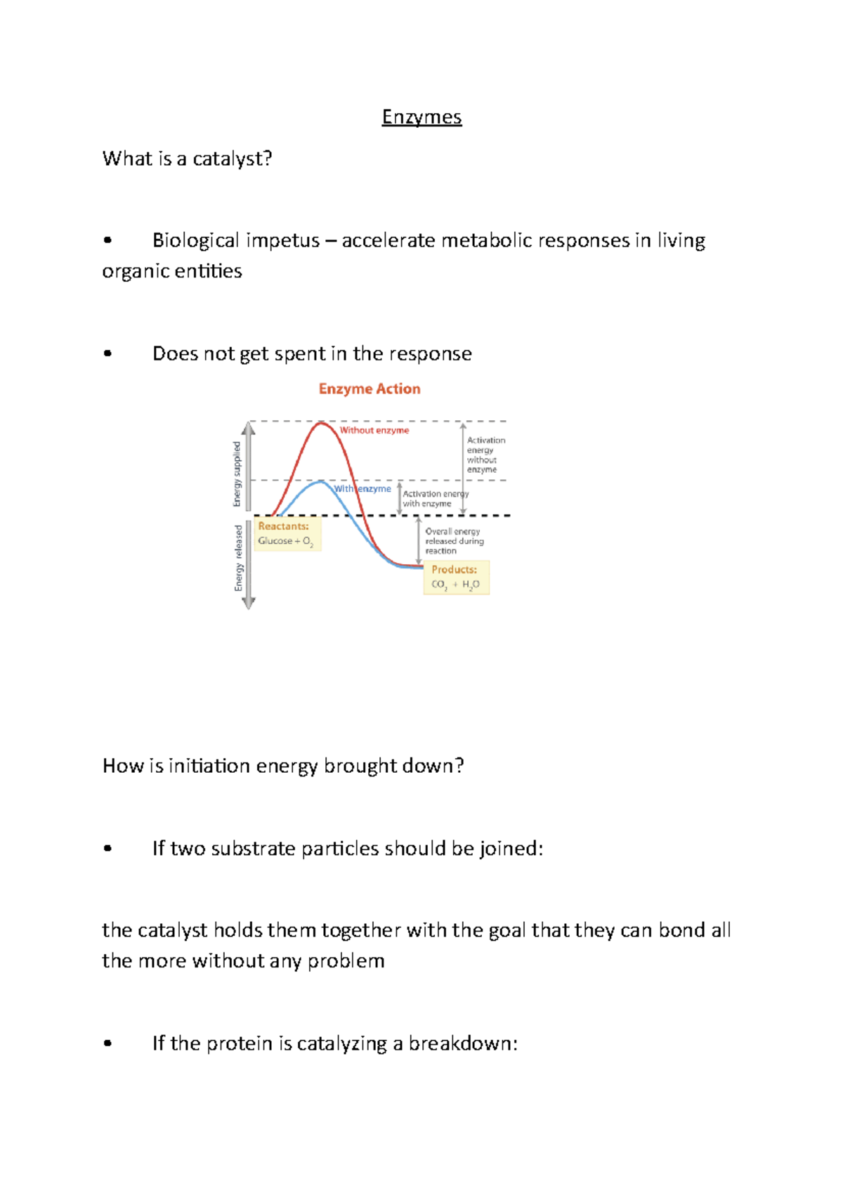 Enzymes - Notes in biology A Level OCR A - Enzymes What is a catalyst ...
