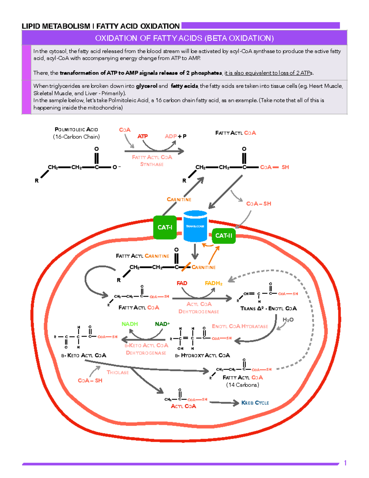 Lipid Metabolism Fatty Acid Oxidation - OXIDATION OF FATTY ACIDS (BETA OXIDATION) In the cytosol ...