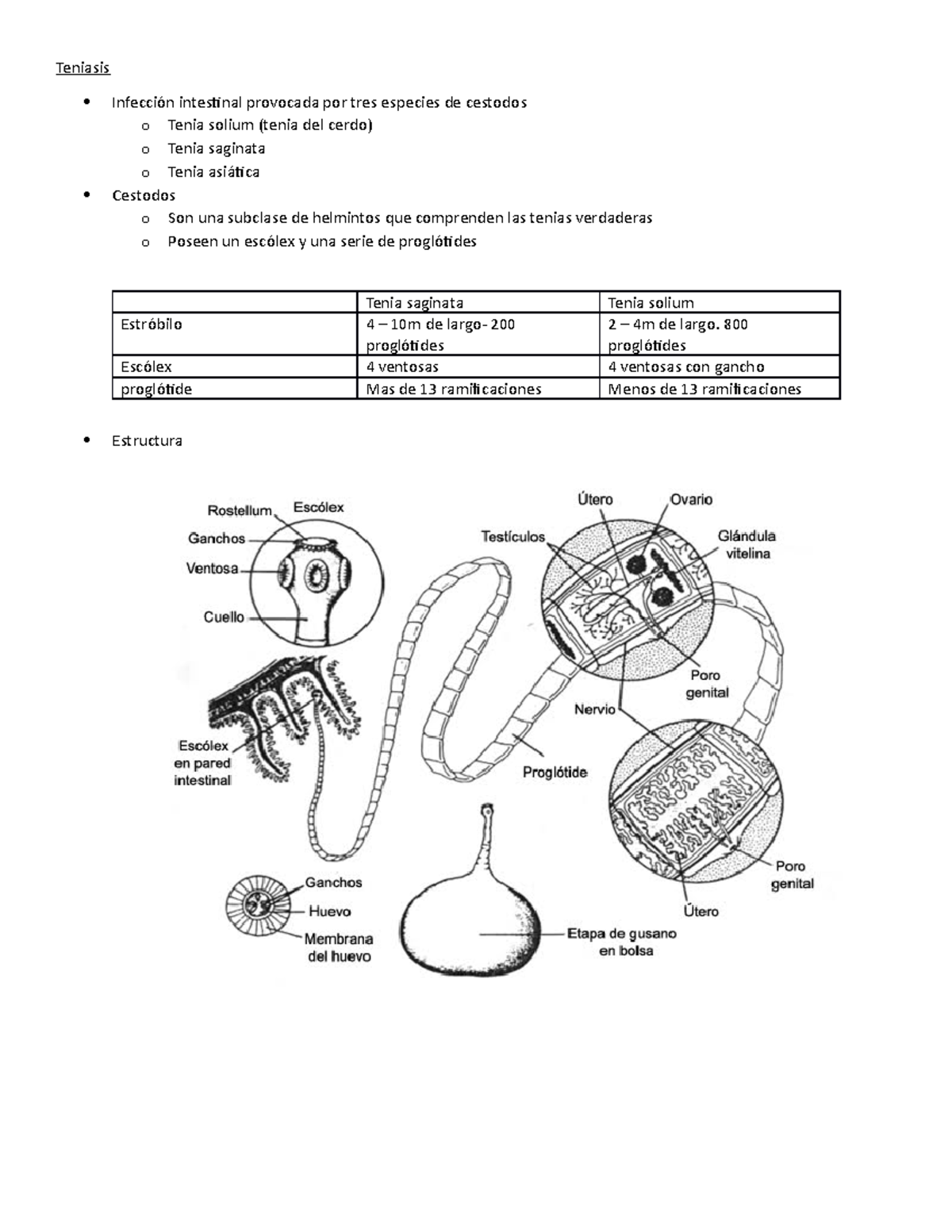 Teniasis - Apuntes 22 - Teniasis Infección intestinal provocada por ...