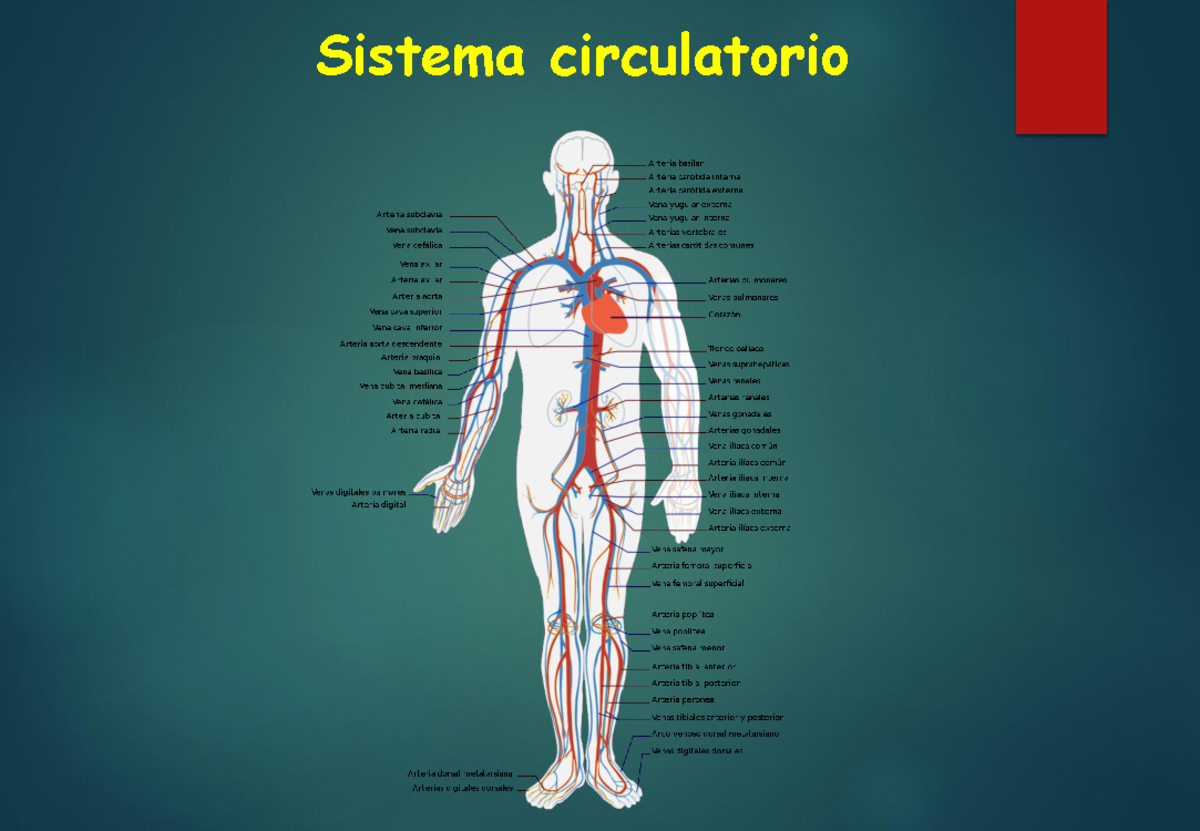 Sistema Arterial - Anatomía (mañana/noche). - Sistema circulatorio Las arterias son los vasos ...