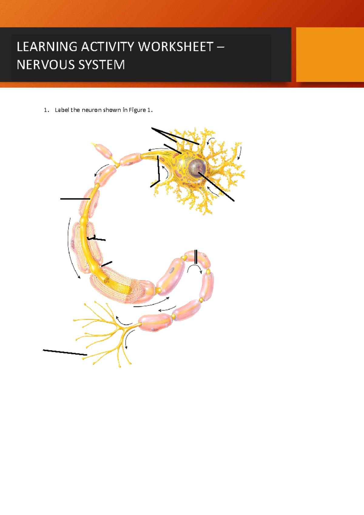 Print HBA Week 4 - Learning Activity Worksheet - QUE Label the neuron ...