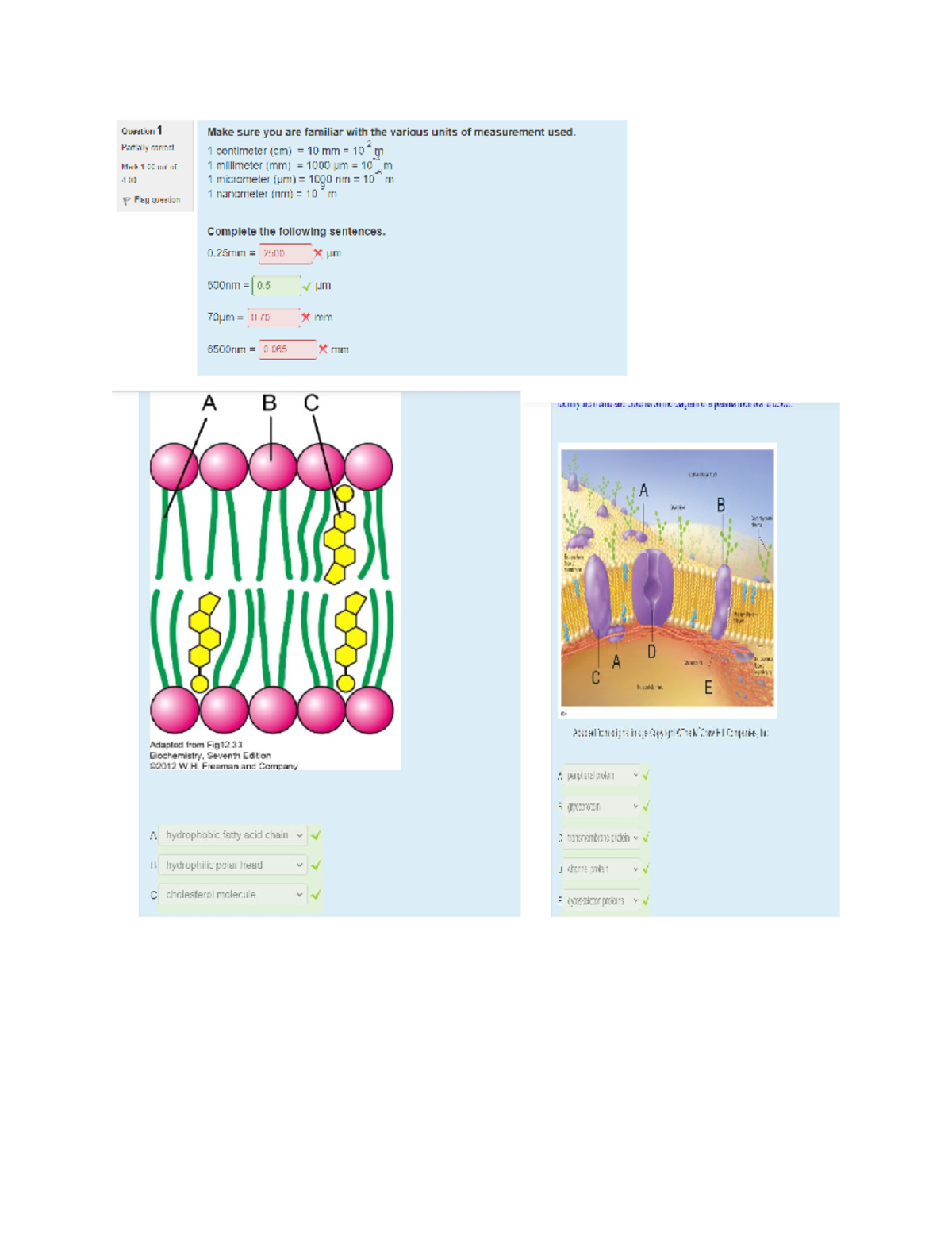 Cells - ANHB1101 - Studocu