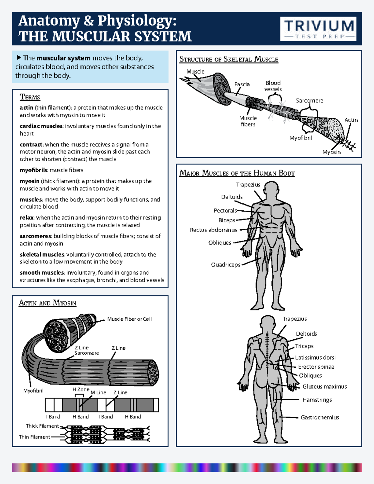 Trivium Anatomy Muscular - Anatomy & Physiology: THE MUSCULAR SYSTEM ...