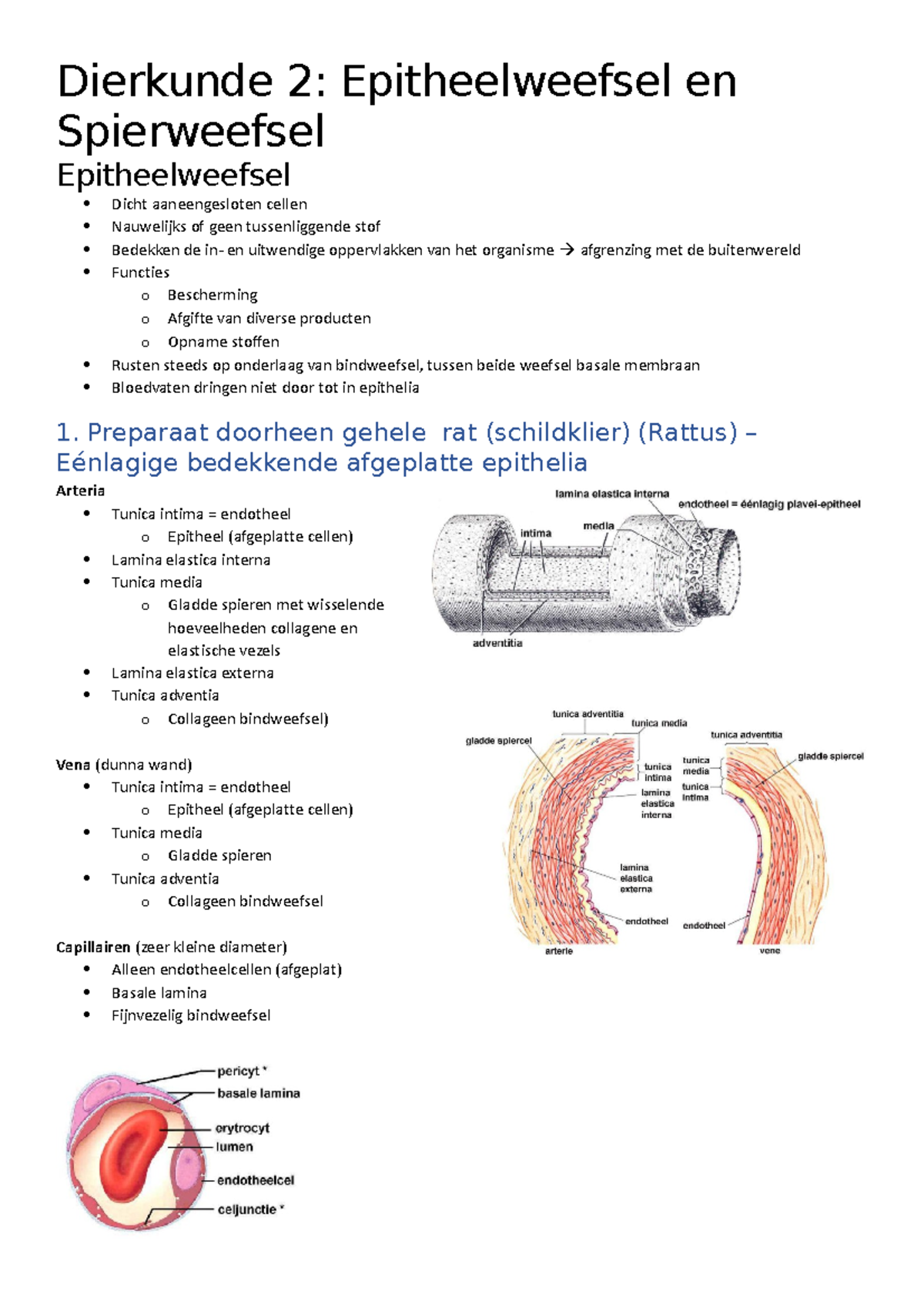 Dierkunde 2 epitheelweefsel en spierweefsel - Dierkunde 2 ...