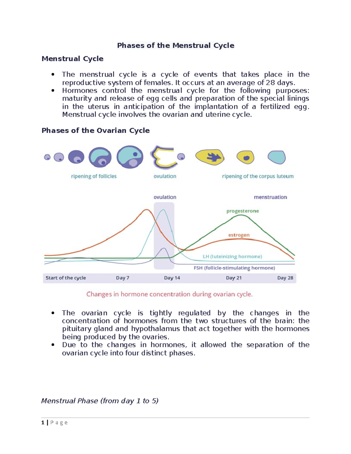 Phases of the Menstrual Cycle - Phases of the Menstrual Cycle Menstrual ...