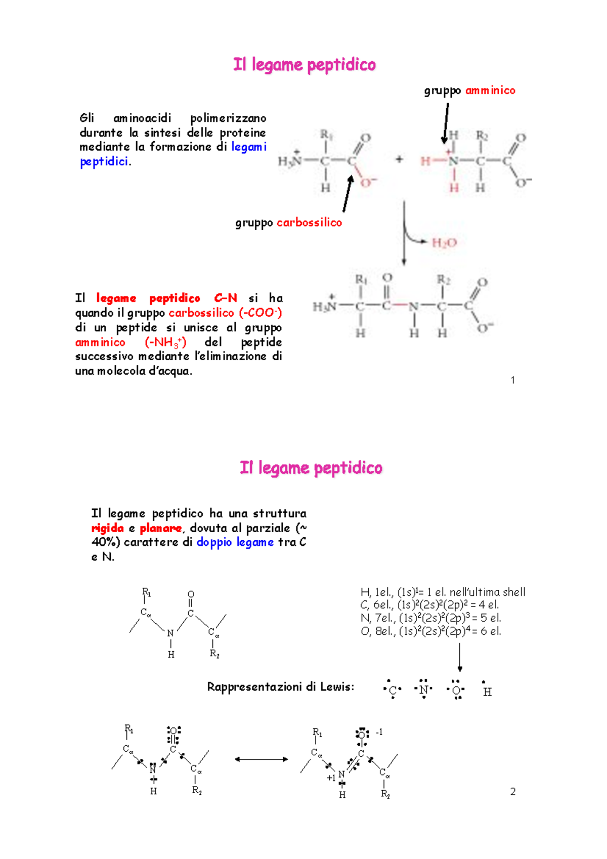Legame peptidico - 1 Gli aminoacidi polimerizzano durante la sintesi ...