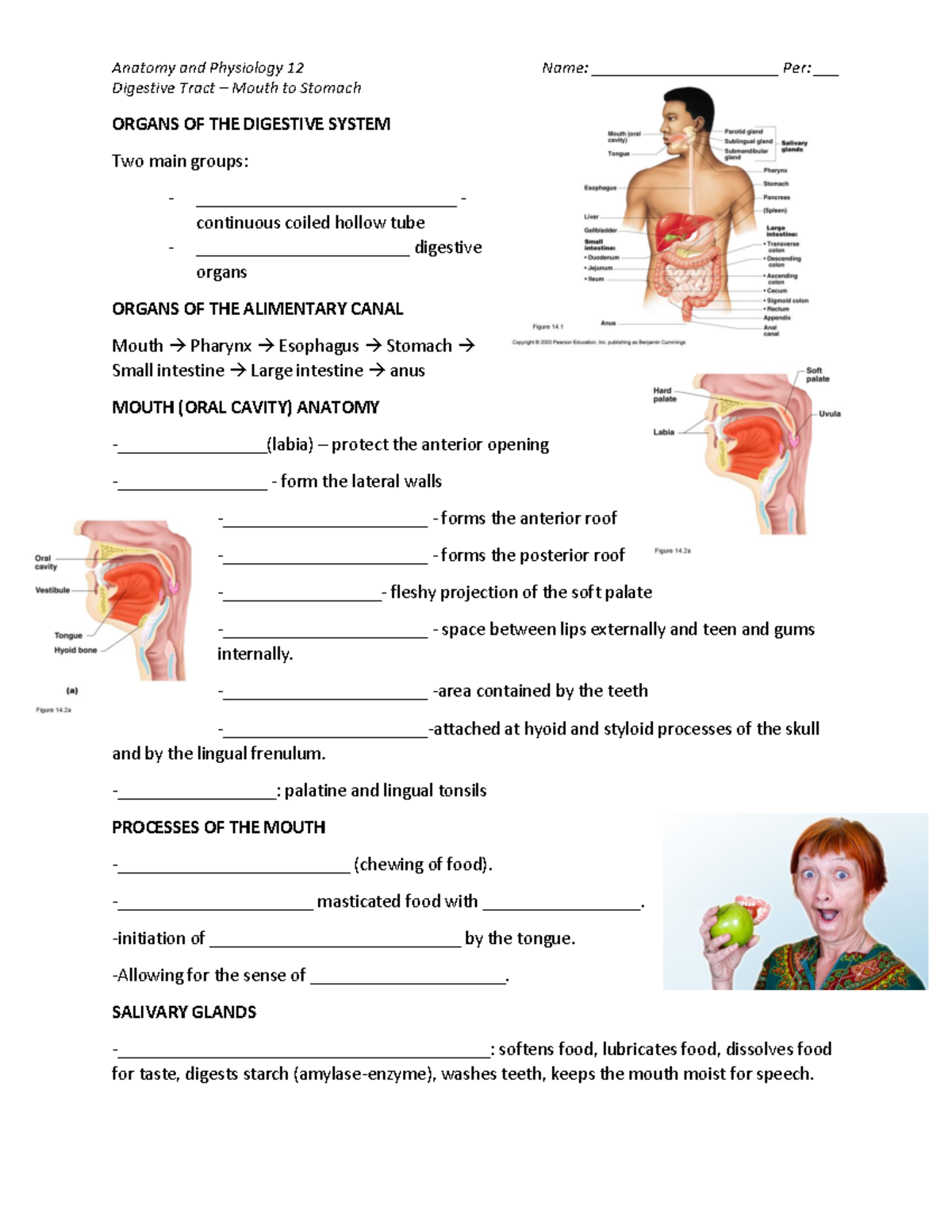 06 - Digestion - mouth to stomach - student handout - Warning: TT ...
