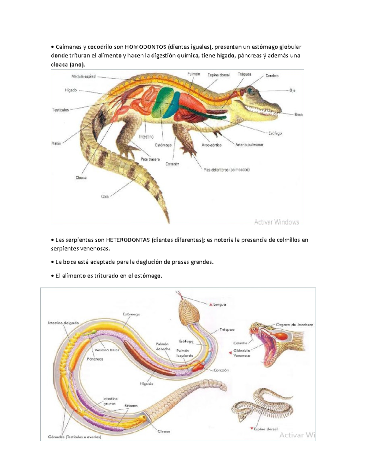 Biologia 7 - un apoyo - Caimanes y cocodrilo son HOMODONTOS (dientes ...