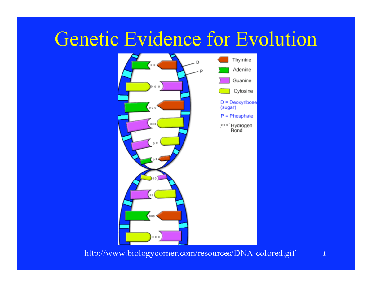 Astronomy 8 Genetic Evidence FOR Evolution Powerpoint Lecture - 1 ...