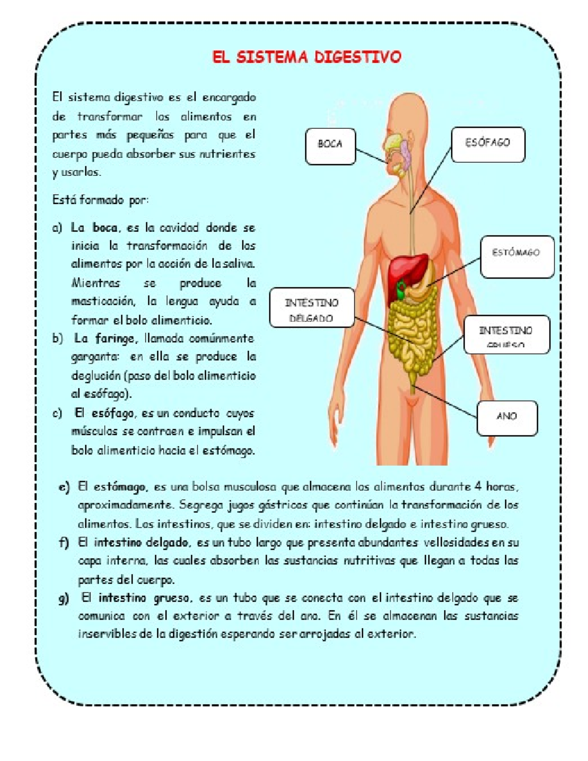 Apuntéssssssssss - Es un órgano del sistema digestivo: 4. Lee y ...