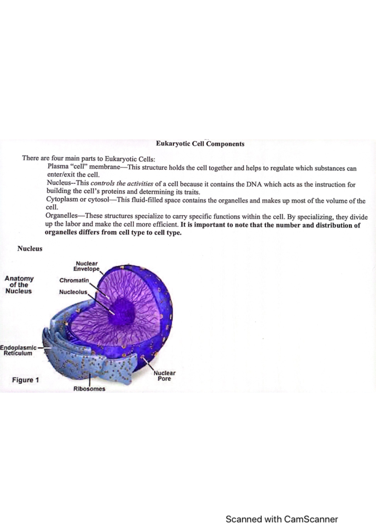 Eukaryotic cell components - BSC 1010C - Studocu