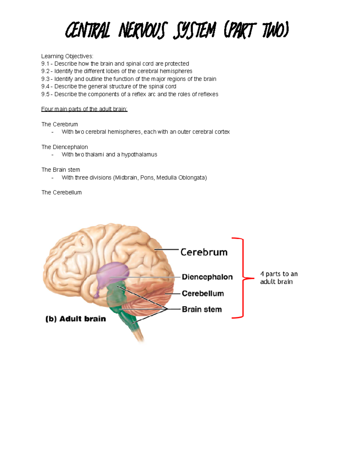 9 Central Nervous System - WEEK 7 (Human Anatomy & Physiology 1 ...