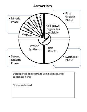 Cell Cycle Mitosis Manipulatives Group Activityand Worksheet - Activity ...