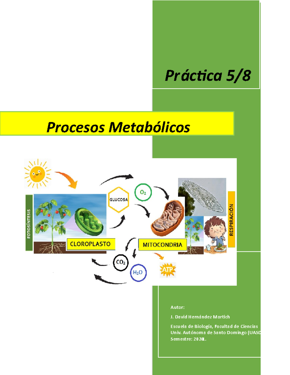 Práctica 5 y 8 Biologia Basica BIO 018 - Metabolismo - Práctica 5 ...