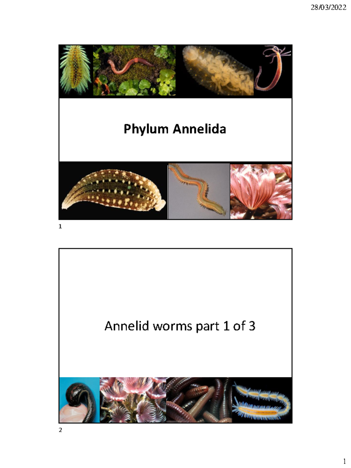 Annelid slides - Phylum Annelida Annelid worms part 1 of 3 bbc.co 1 2 ...