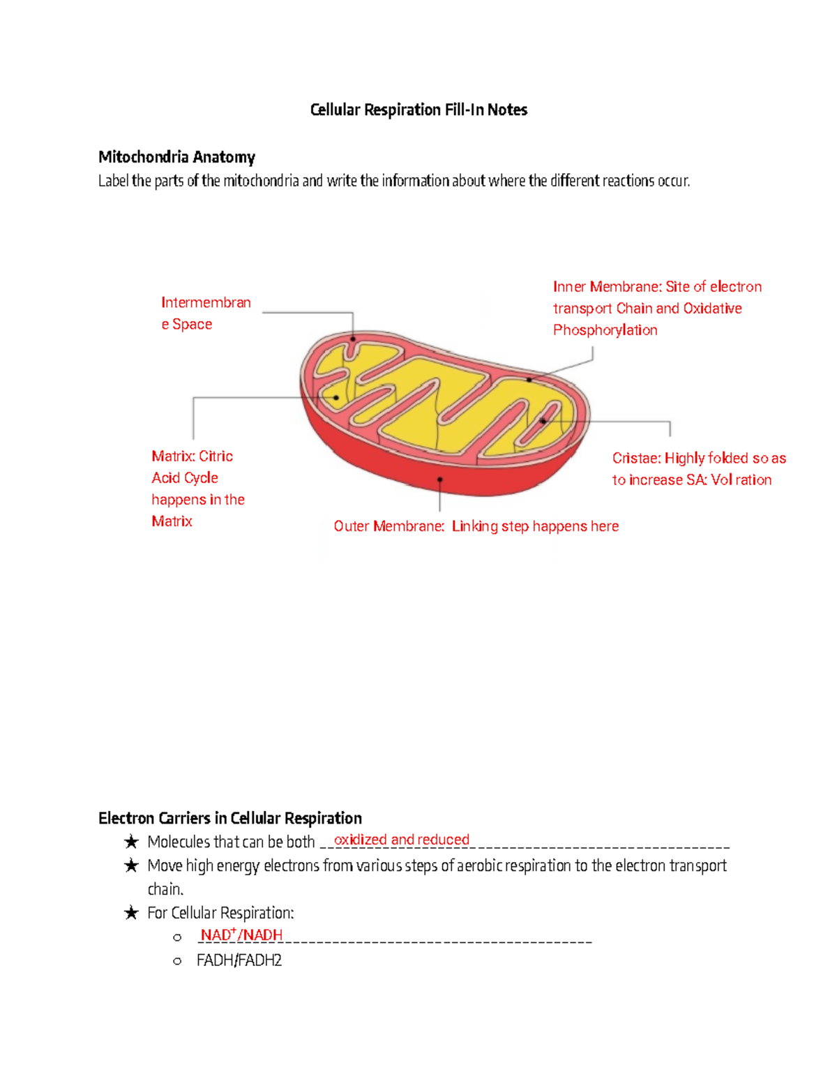 Copy of Unit 3 D Cellular Respiration Fill-In Notes - Cellular ...