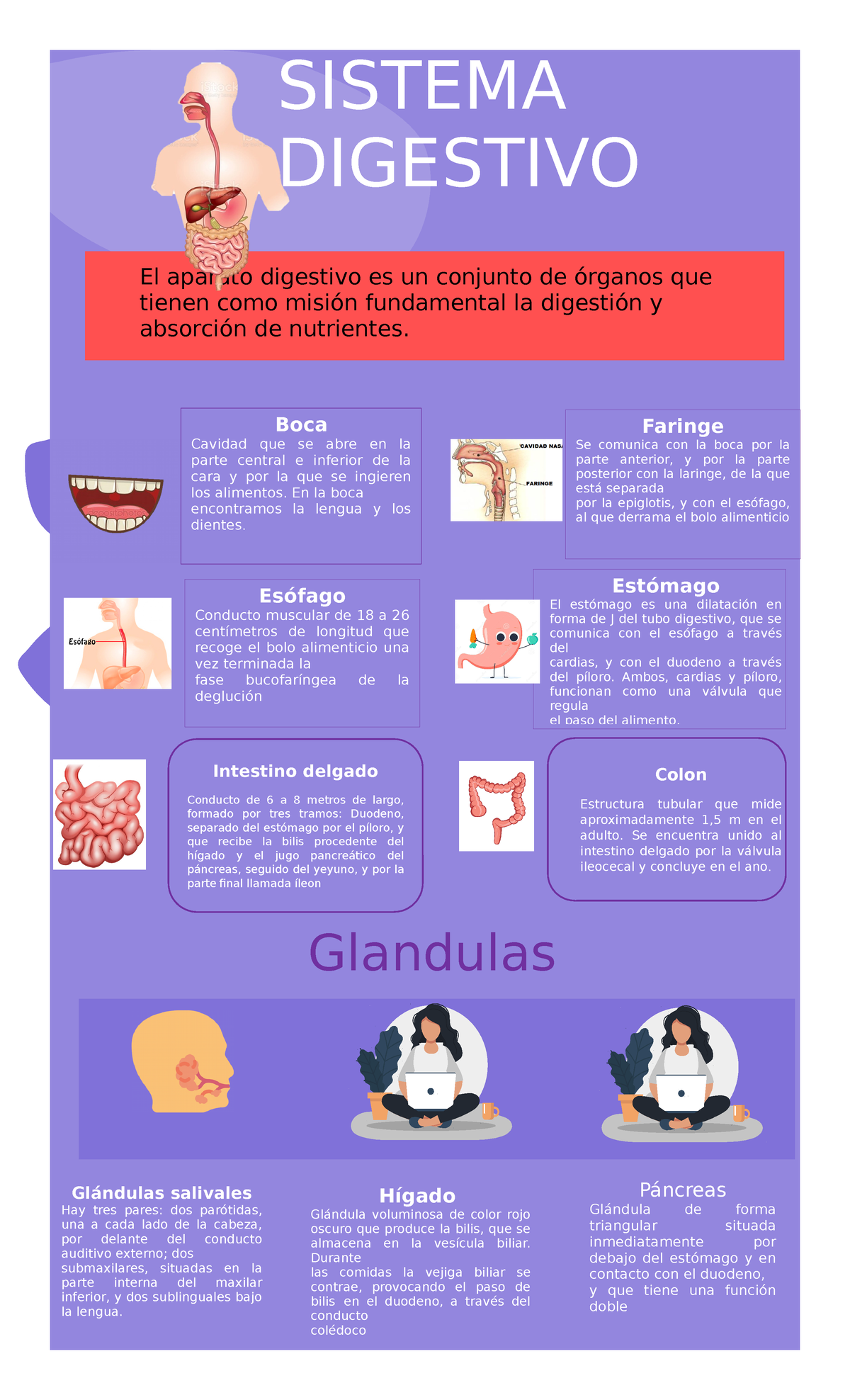 Sistema digestivo infografia - Hígado Glándula voluminosa de color rojo ...
