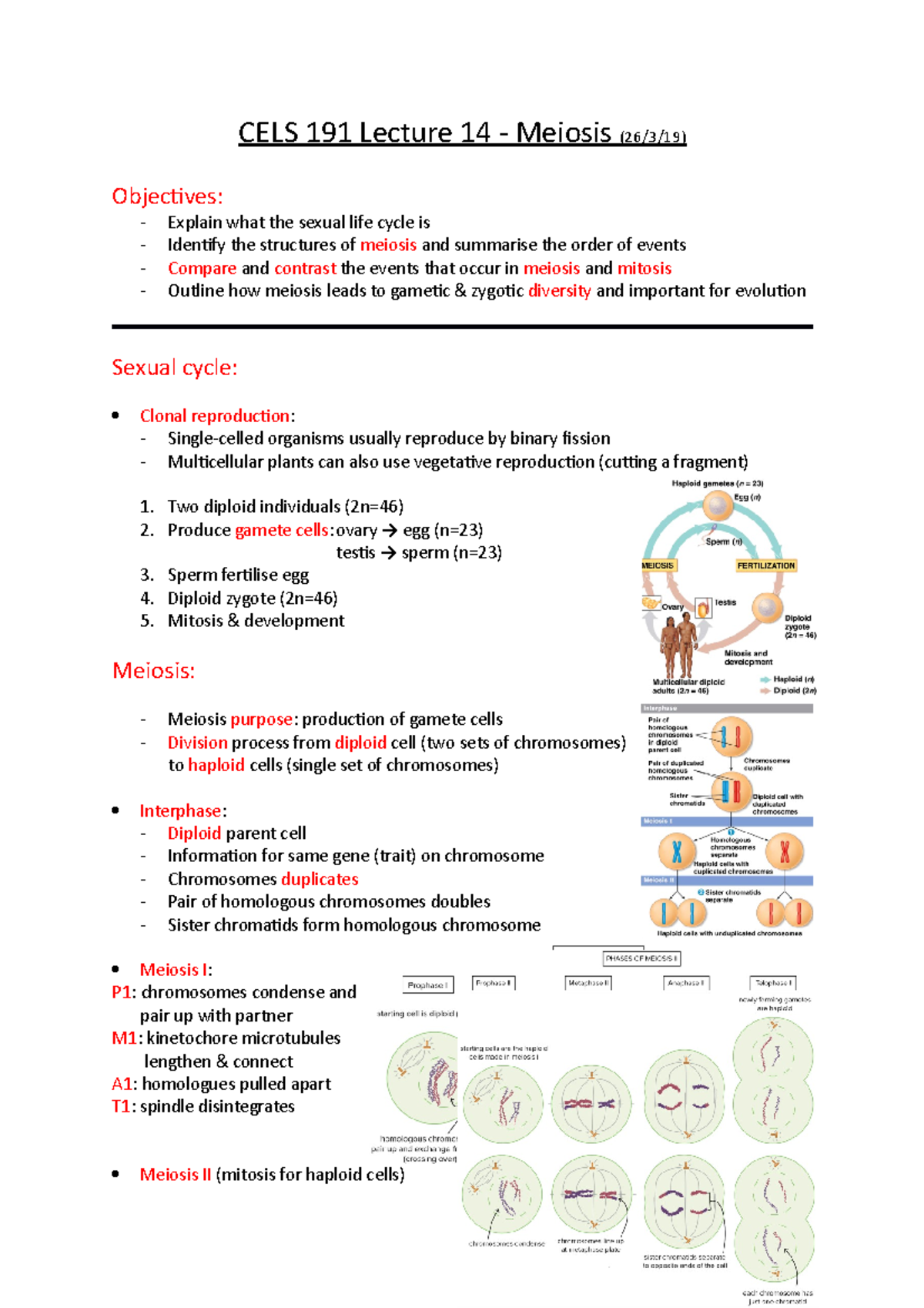 CELS 191 Lecture 14 - CELS 191 Lecture 14 - Meiosis (26/3/19) Objectives: Explain what the ...