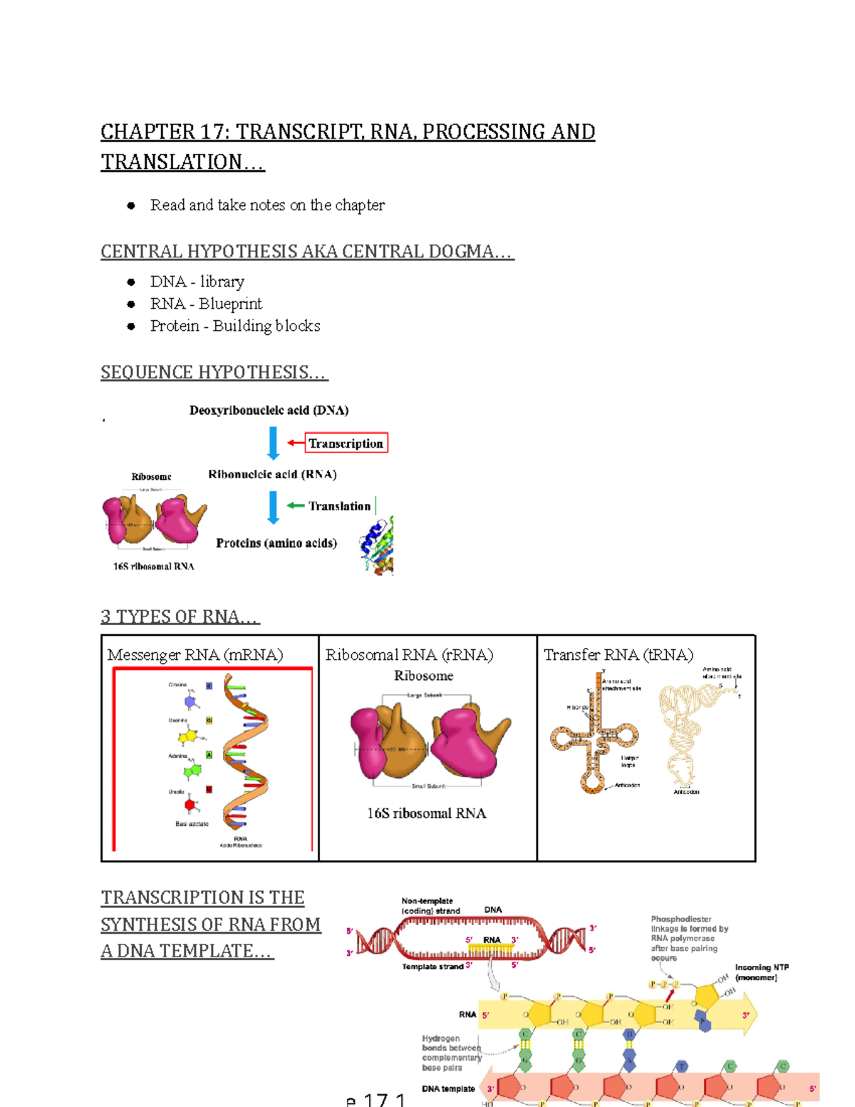 Chapter 17 Transcript, RNA, Processing AND Translation… - CHAPTER 17: TRANSCRIPT, RNA ...