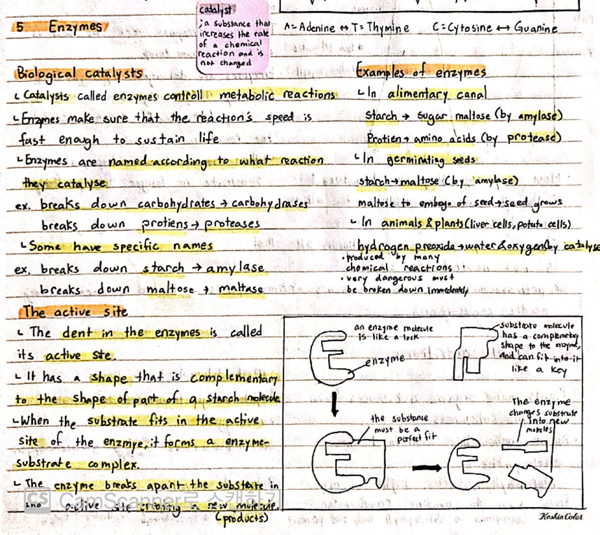 Unit 5 (Enzymes) - Biology SL - Studocu