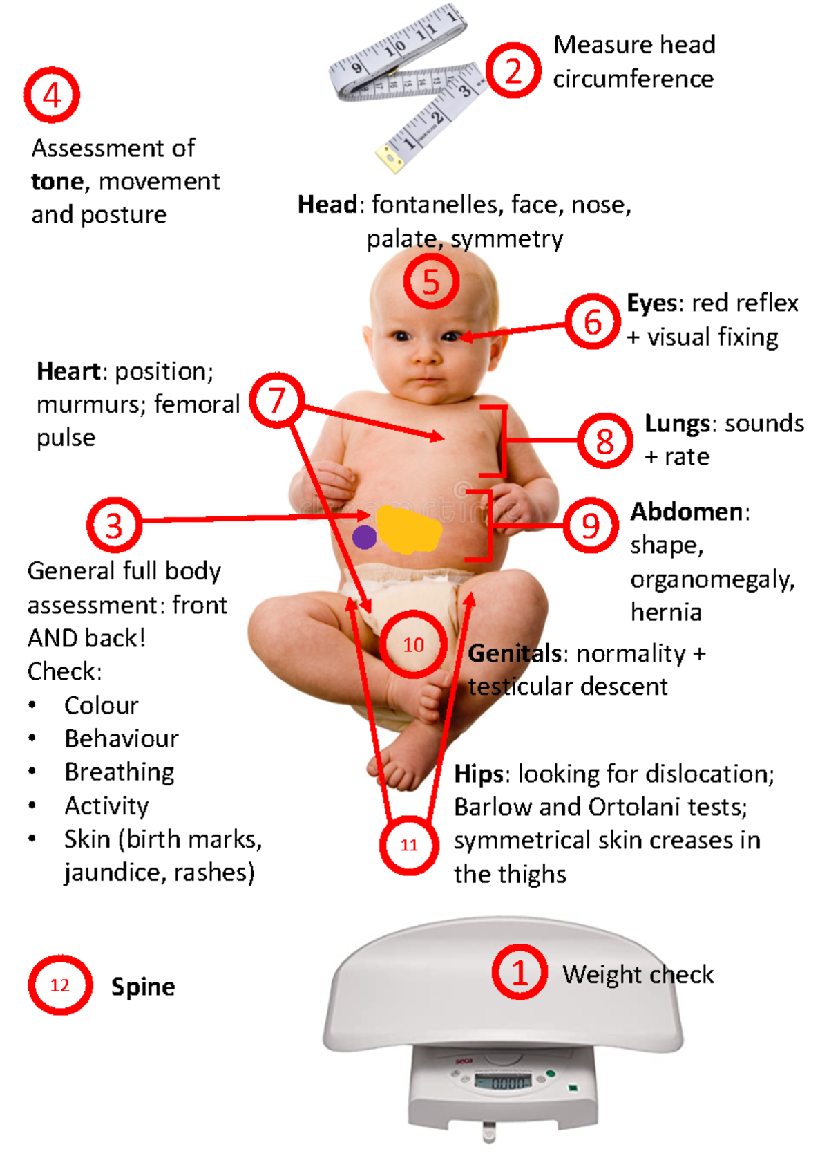 Child Health - 8 Week Baby Check - 2 1 3 5 6 7 8 4 9 10 11 12 Weight ...
