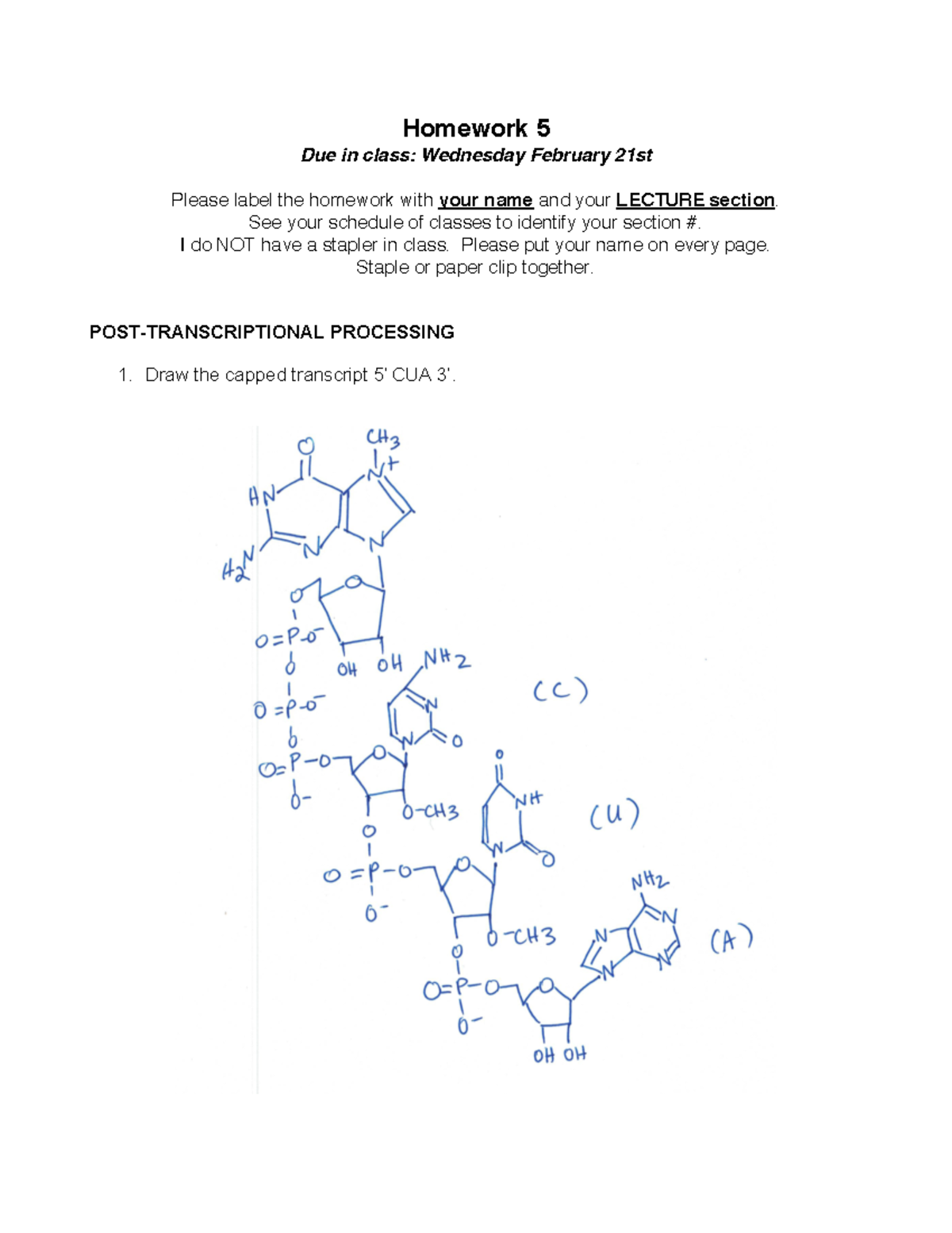 HW5KEY - Biol275: Cell and Molecular Biology with Dr. Porter - Homework ...