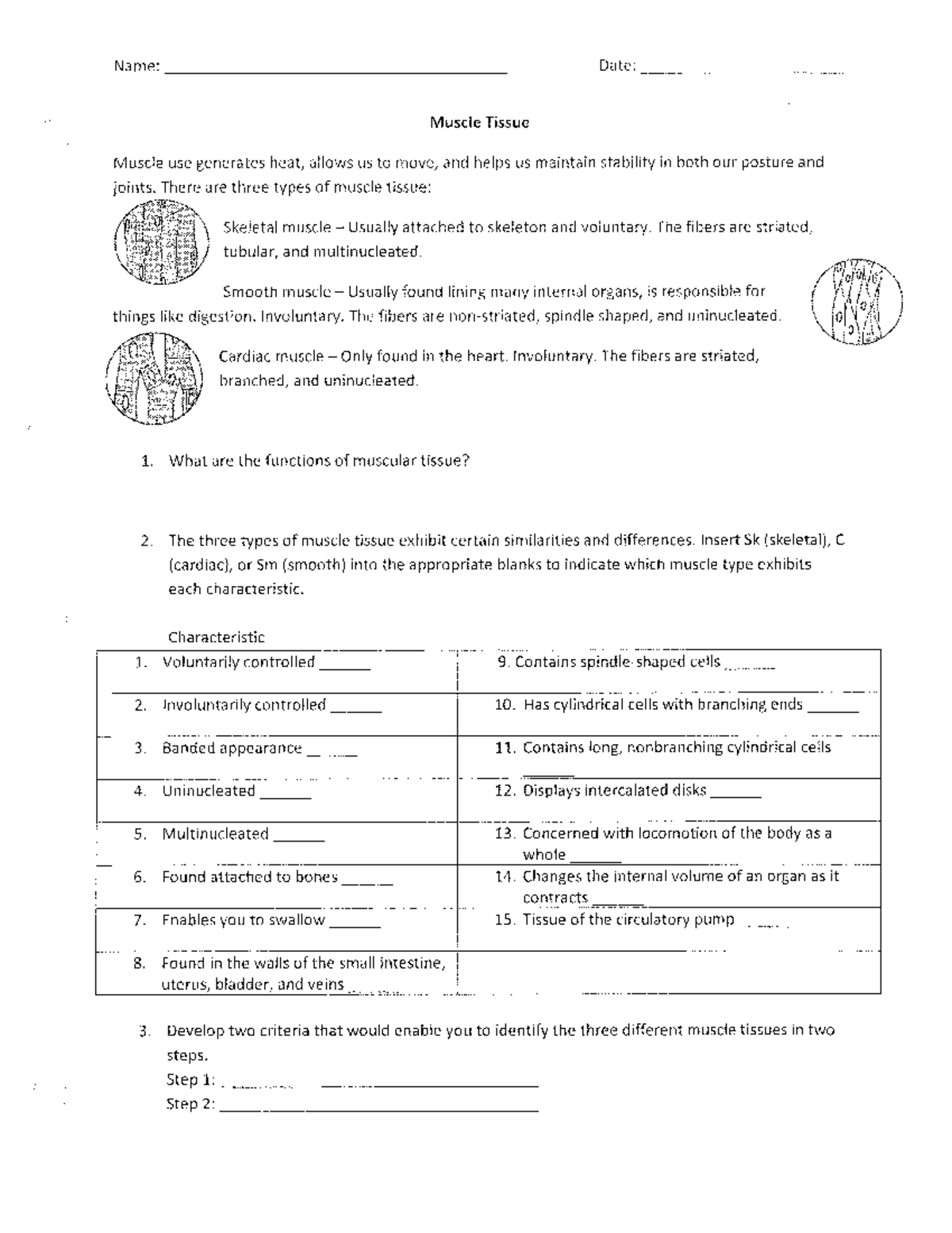 Muscle tissue activity - Studocu