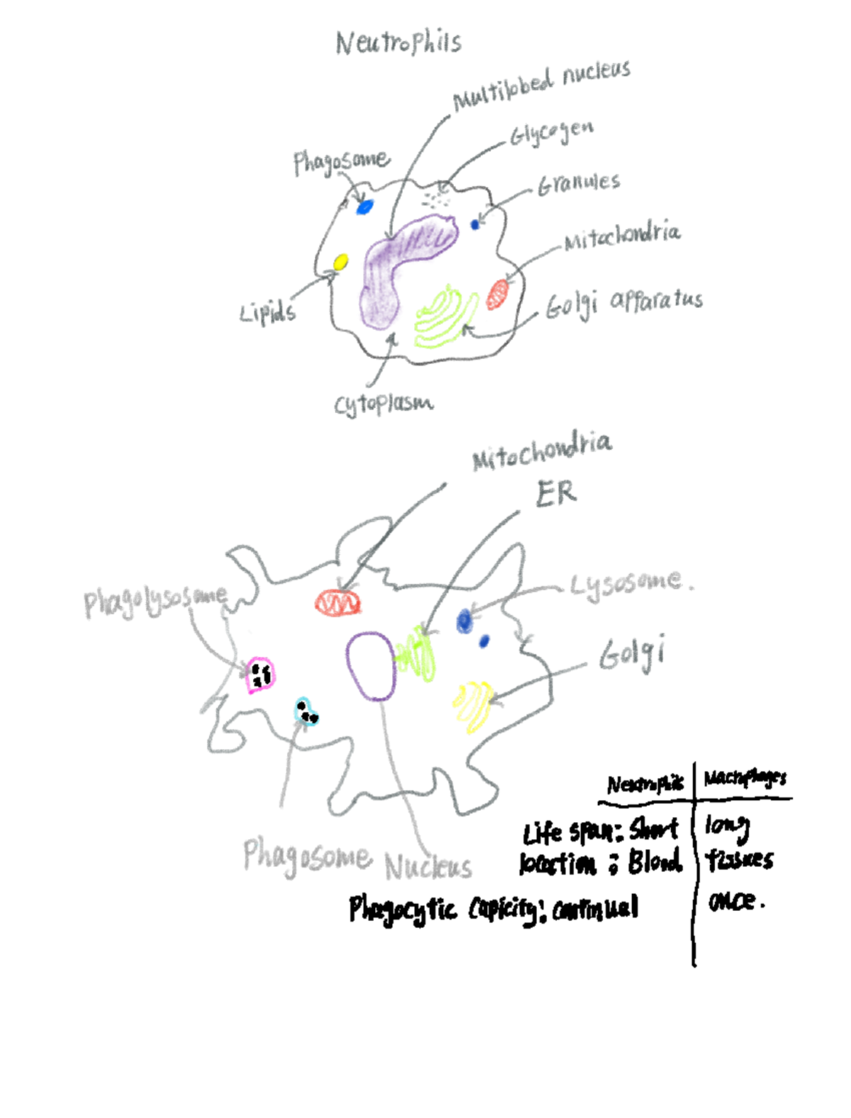 Structure of macrophage and neutrophils - BMET3961 - Neutrophils ...