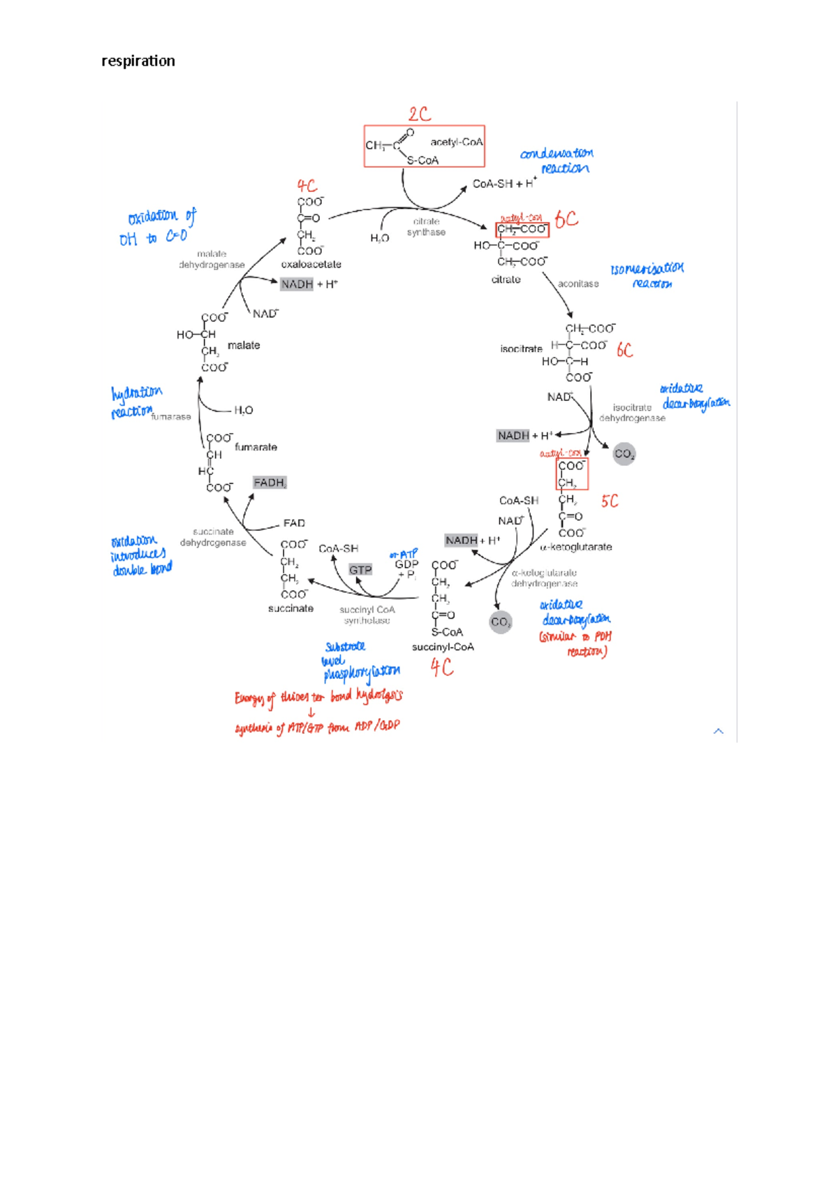 Respiration and enzyme catalysis - a summary - respiration respiration ...