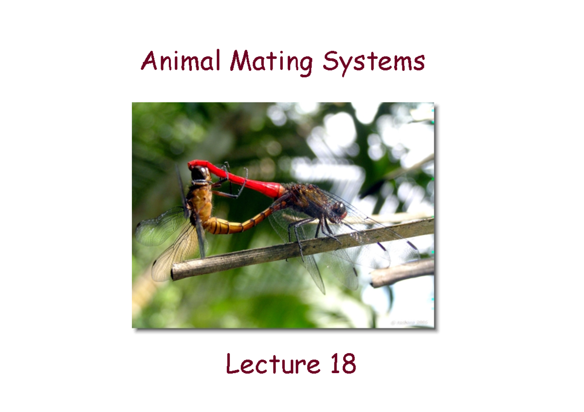Lecture 18 Mating Systems - Animal Mating Systems Lecture 18 ...