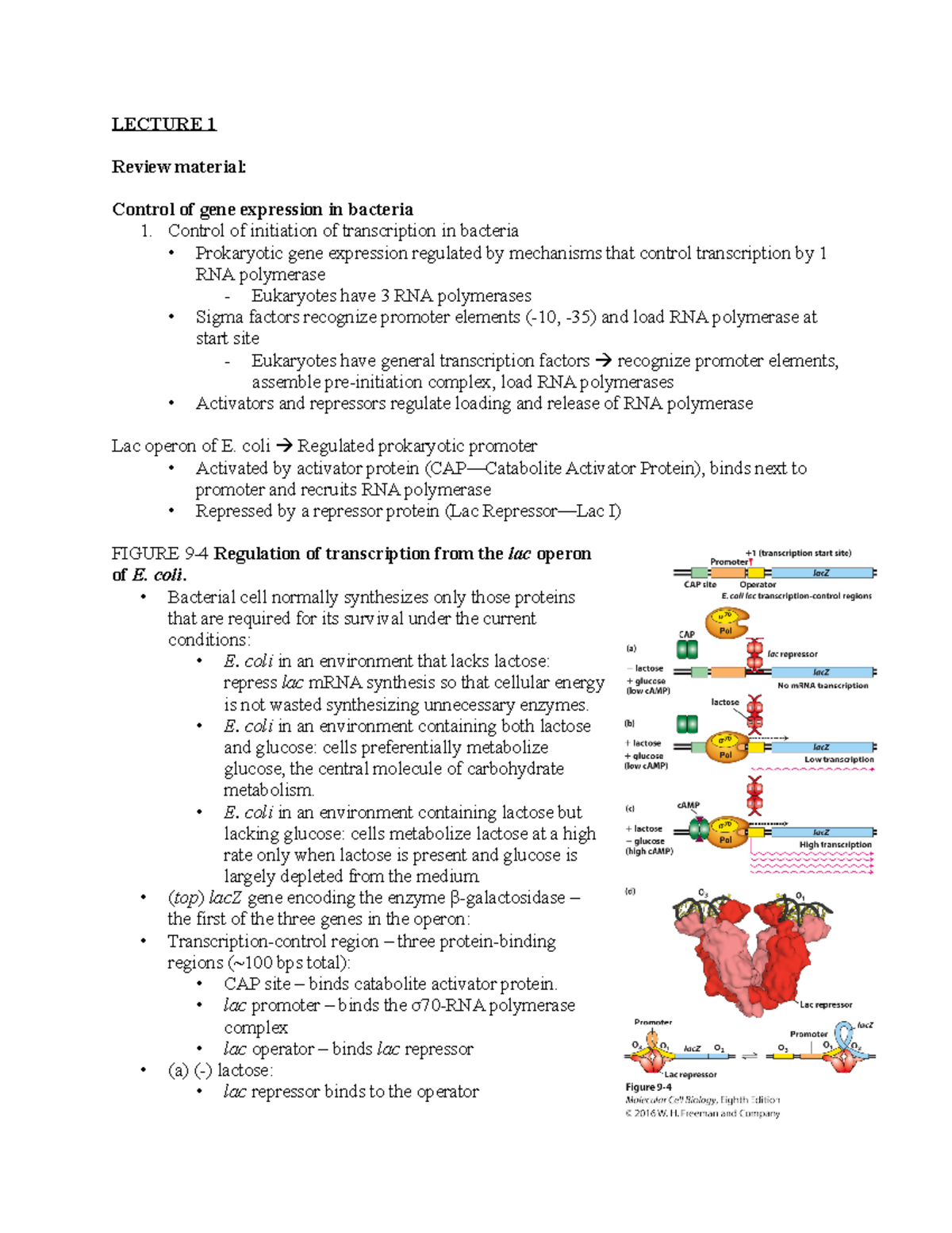 MCB Midterm Notes - LECTURE 1 Review material: Control of gene ...